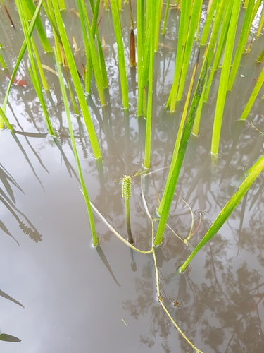 maundia family (Family Maundiaceae) · iNaturalist United Kingdom