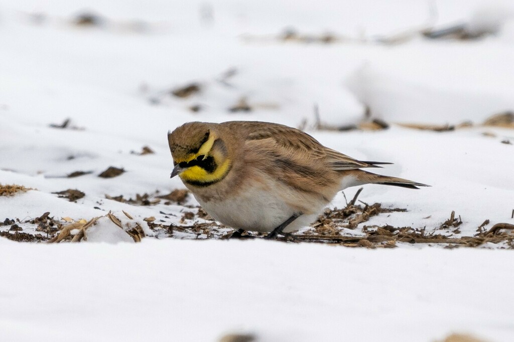 Horned Lark from Lancaster County, NE, USA on January 10, 2024 at 12:02 ...
