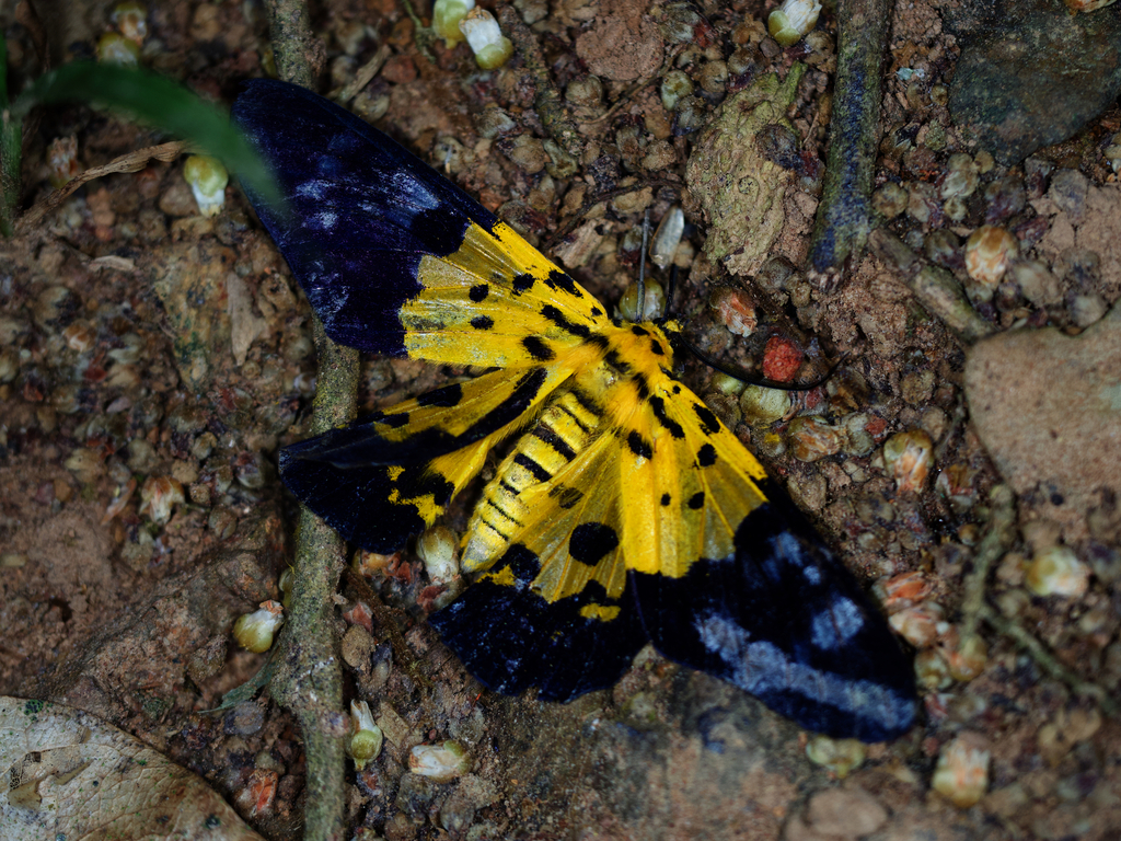 False Tiger Moth from Ban Krang Campsite, Kaeng Krachan NP, Phetchaburi ...