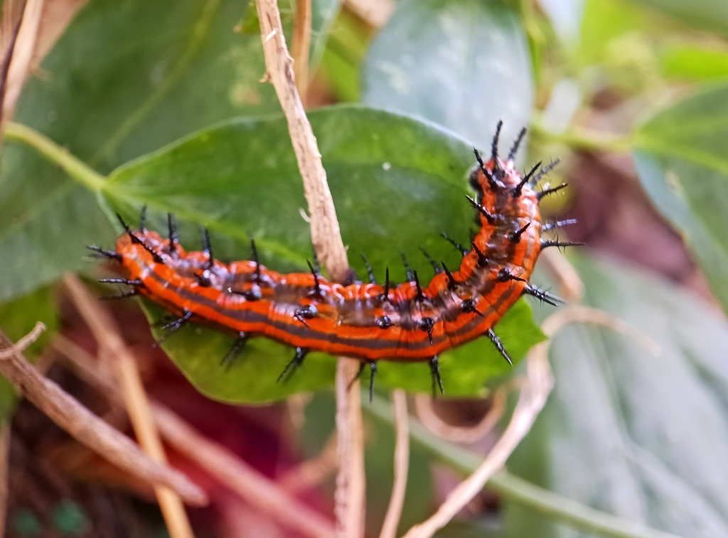 Gulf Fritillary from Bellaggio, FL 33467, USA on January 10, 2024 at 12 ...