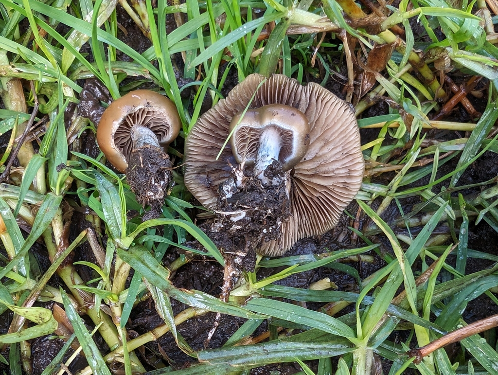 Psilocybe allenii from Oakland, CA, USA on January 10, 2024 at 12:15 PM ...