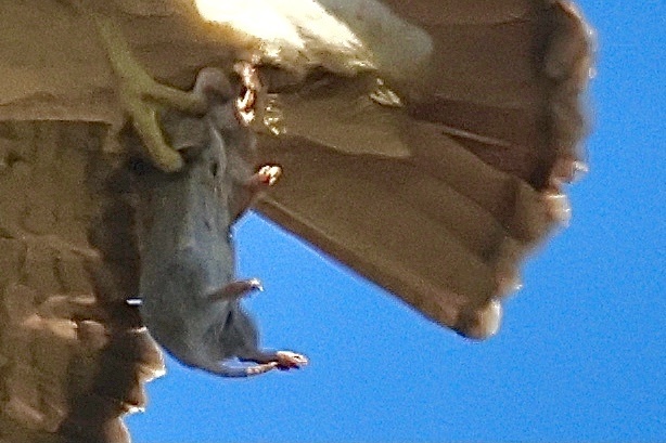 Botta's Pocket Gopher from Griffith Park, Los Angeles, CA, US on ...