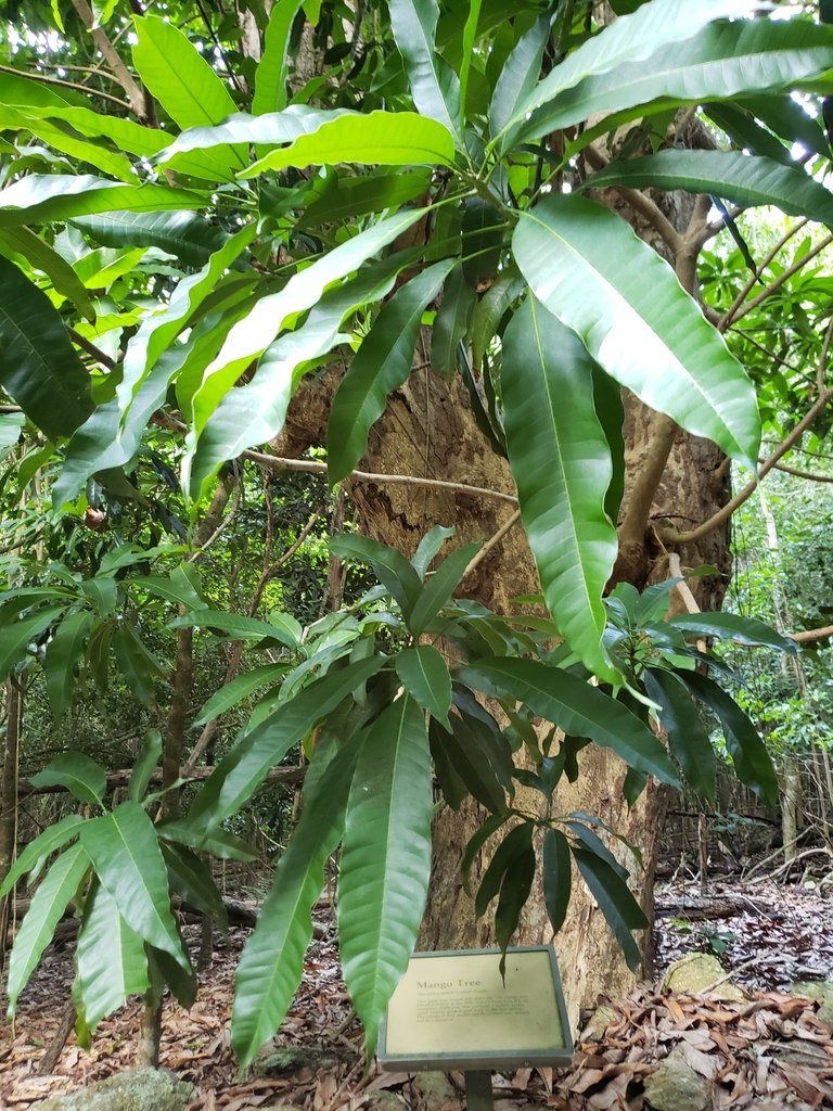 Indian mango from Central, St John 00830, USVI on January 6, 2024 at 08 ...