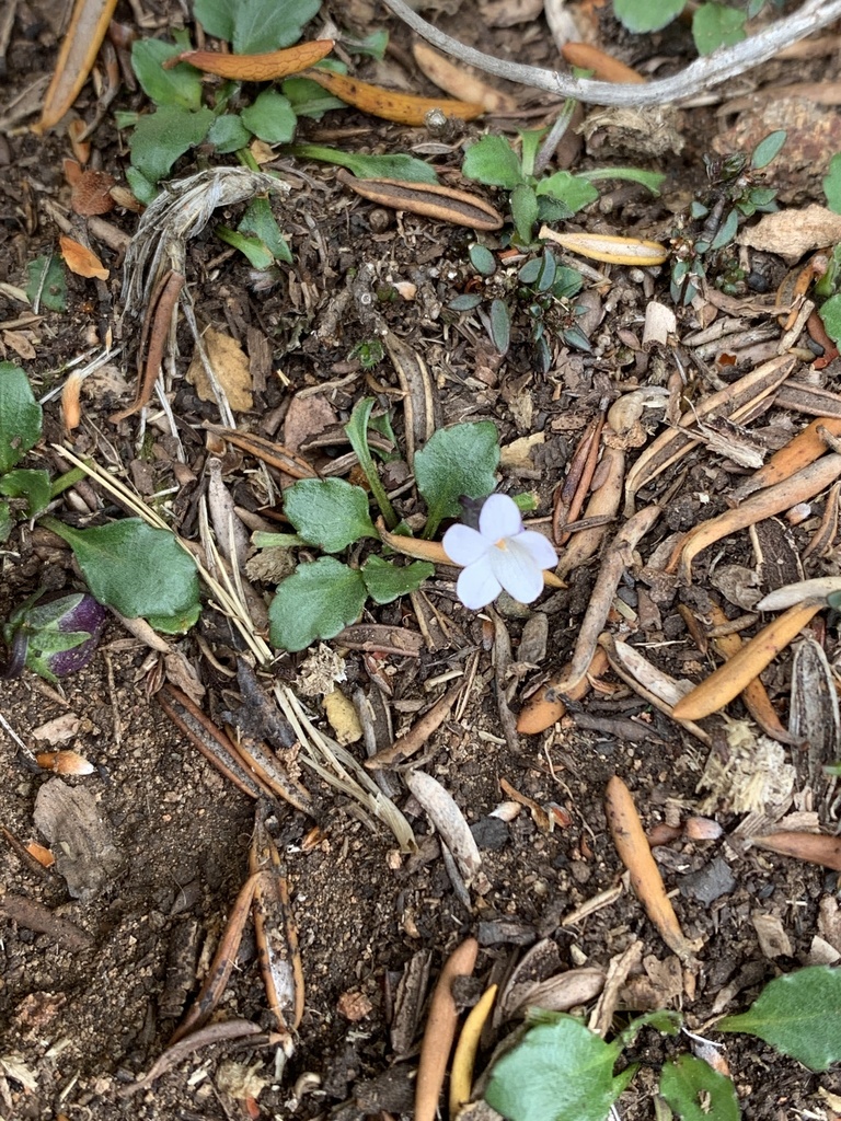 Dwarf Violet in January 2024 by Matthew Baker · iNaturalist