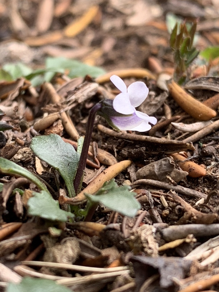 Dwarf Violet in January 2024 by Matthew Baker · iNaturalist