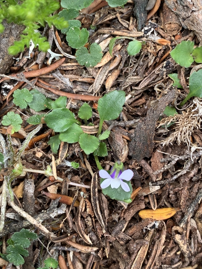 Dwarf Violet in January 2024 by Matthew Baker · iNaturalist