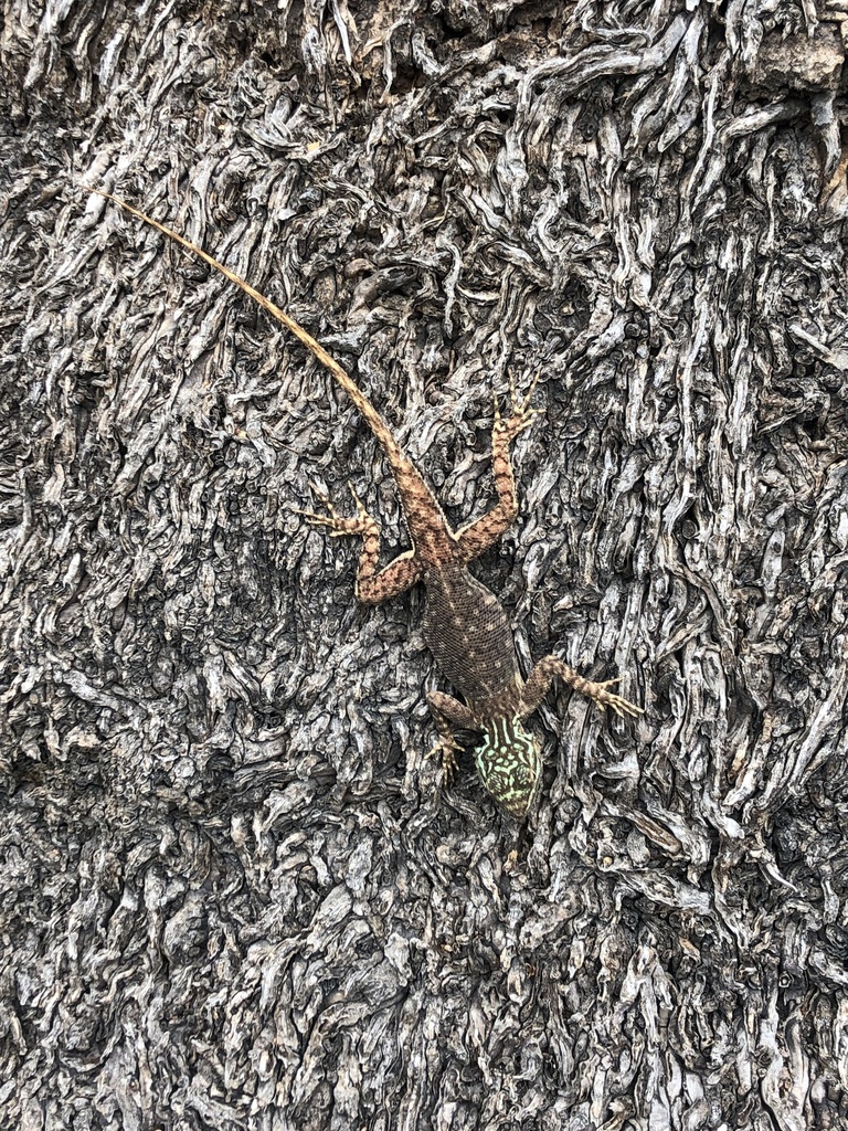 Peters's Rock Agama from Collins Ave, Miami Beach, FL, US on January 10 ...