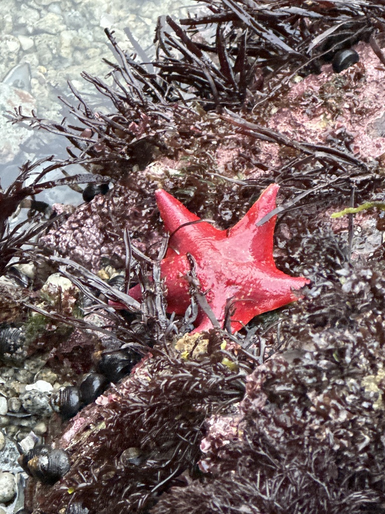 Bat Star from Monterey County, US-CA, US on January 10, 2024 at 04:11 ...