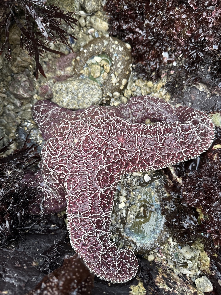 Ochre Sea Star from Monterey Peninsula Country Club, Pebble Beach, CA ...