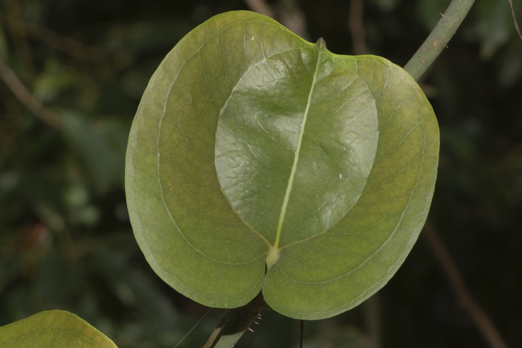 Austral Sarsaparilla from Hacks Ferry NSW 2441, Australia on December 27, 2023 at 10:44 AM by ...