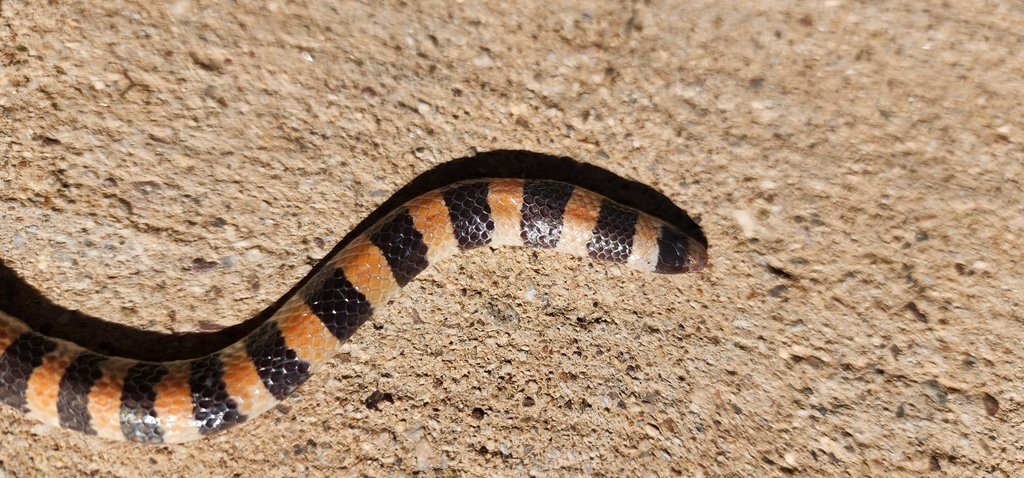 Banded Sand Snake from Pima Canyon Estates, Catalina Foothills, AZ ...