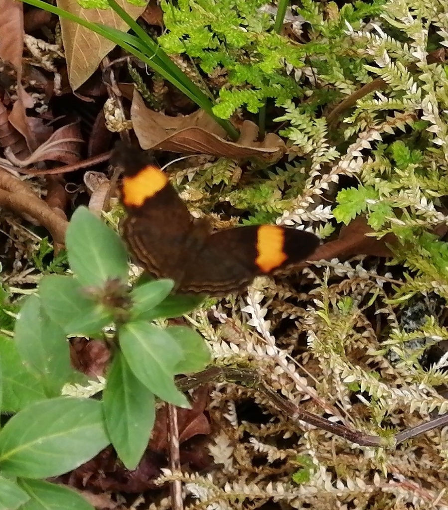 Telenassa jana from Tundayme, Ecuador on January 8, 2024 at 12:34 PM by ...