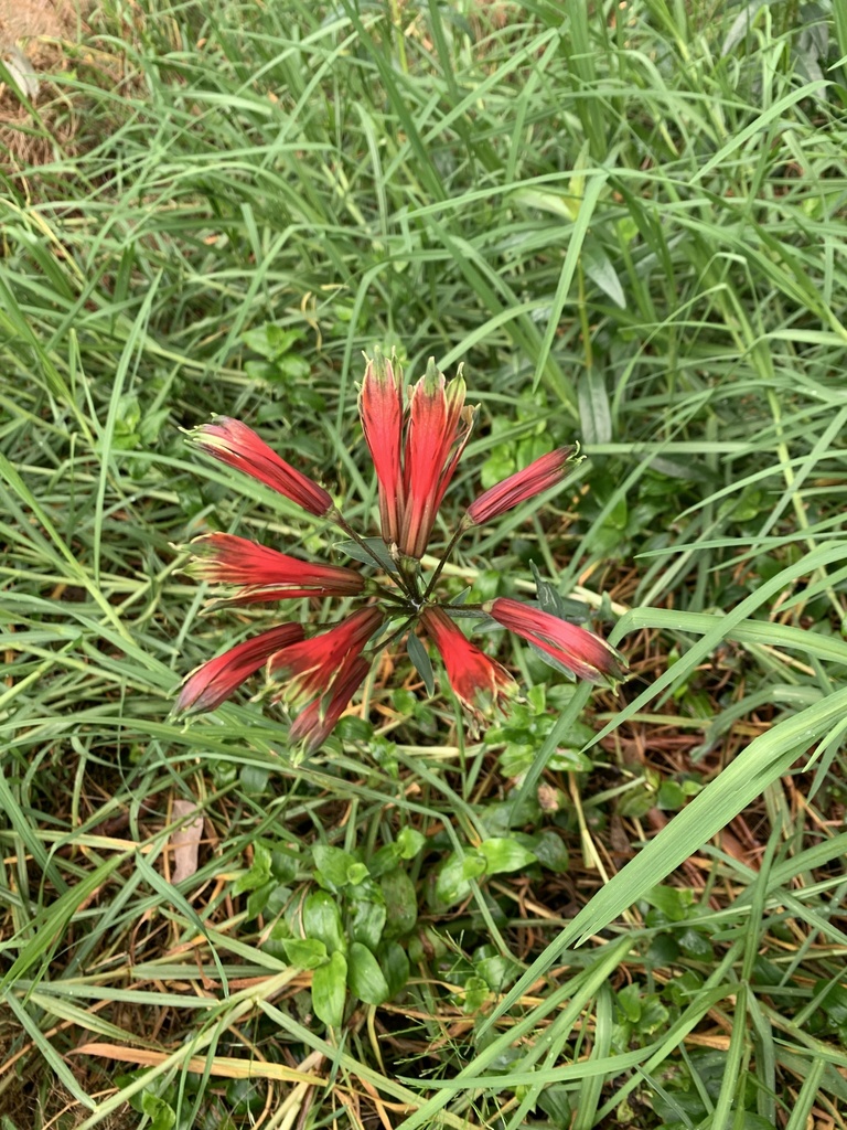 Peruvian Lily from Tench Reserve, Jamisontown, NSW, AU on January 8 ...