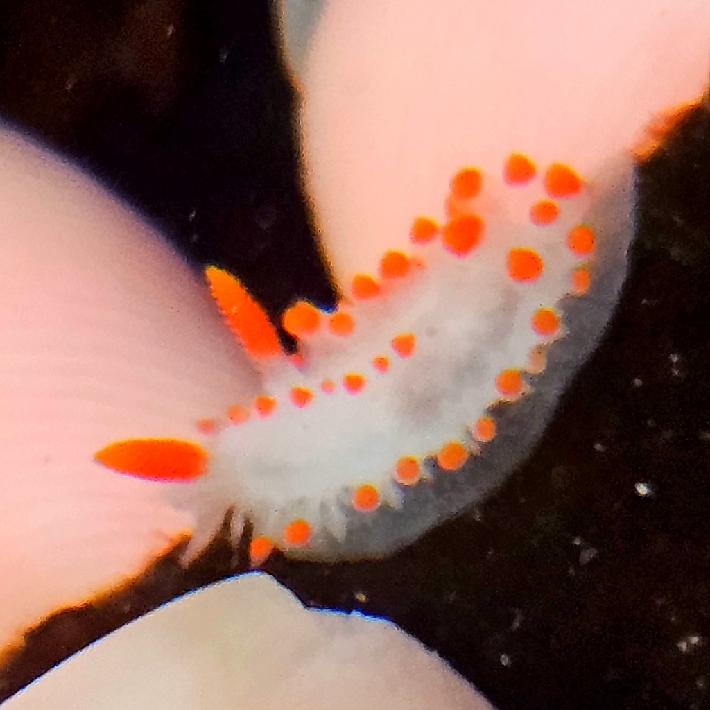 McDonald's Dorid from San Diego County, CA, USA on January 10, 2024 at ...