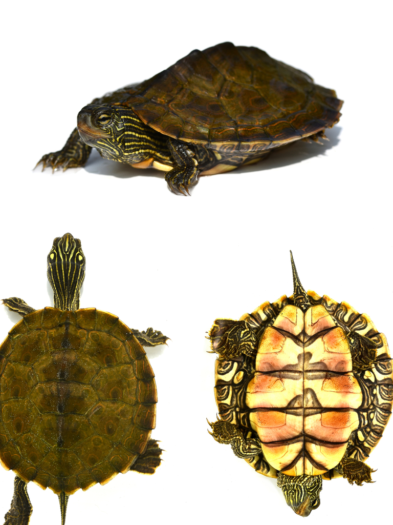 Northern Map Turtle from Houston County, MN, USA on July 5, 2022 at 07: ...