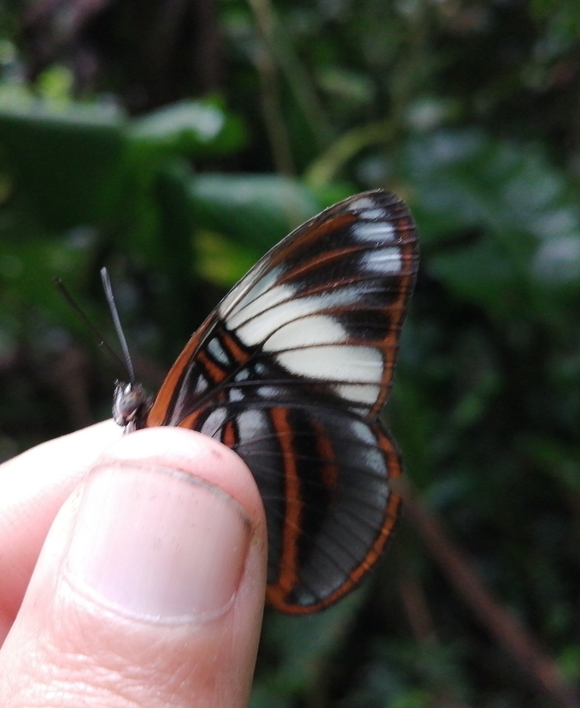 Adelpha epione from Tundayme, Ecuador on January 9, 2024 at 10:44 AM by ...
