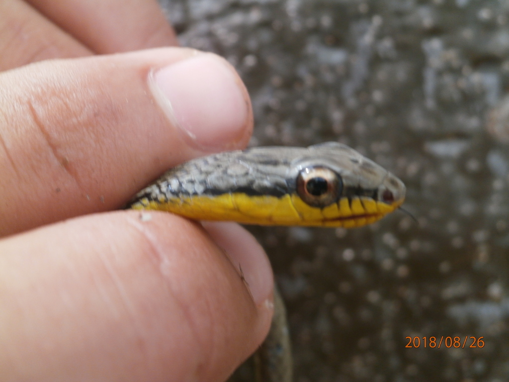 Amaral's Tropical Racer (Mastigodryas amarali) - Snakes and Lizards