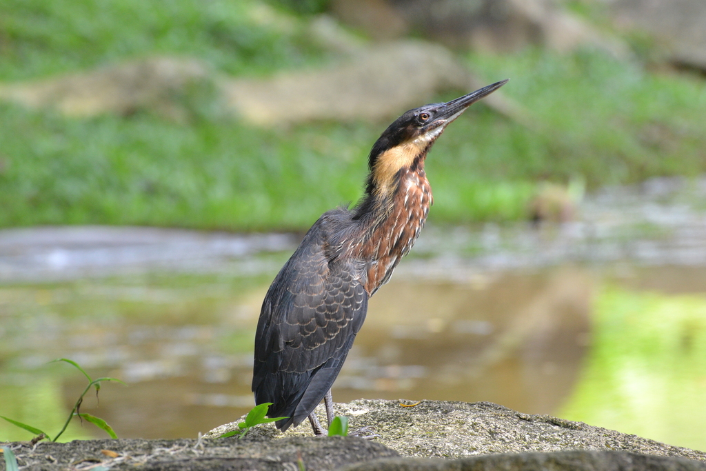 Black Bittern from Western Water Catchment, Singapore on November 23 ...
