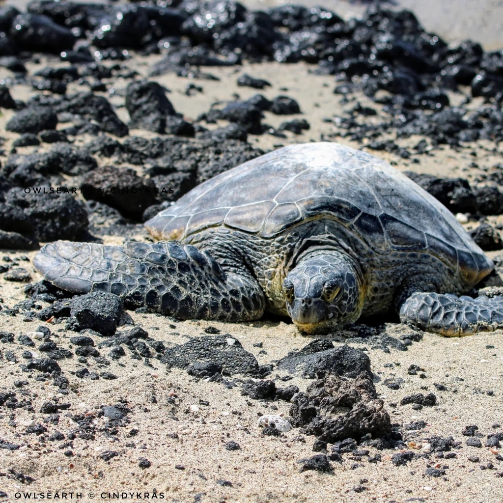 Green Sea Turtle in January 2021 by Cindy Krasniewicz. 1 of 3 together ...