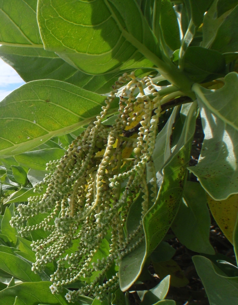 tree heliotrope from Eton QLD 4741, Australia on June 21, 2012 at 11:36 ...