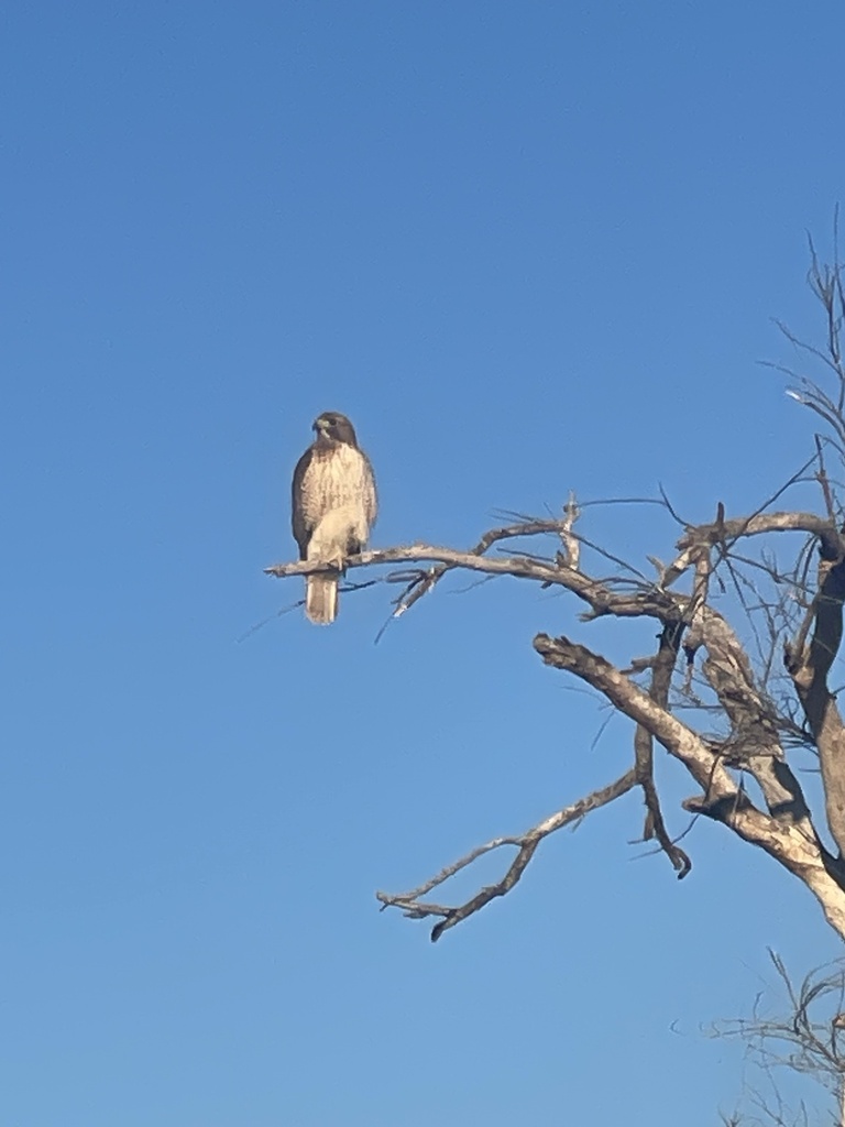 Red-tailed Hawk from Reach 11 Recreation Area, Phoenix, AZ, US on ...