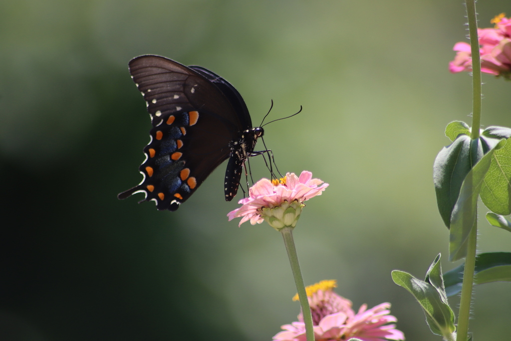 Spicebush Swallowtail from Indiana, USA on August 10, 2020 at 02:33 PM ...