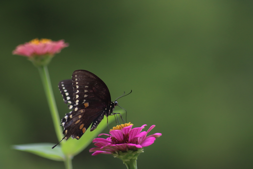 Spicebush Swallowtail from Indiana, USA on August 9, 2020 at 05:21 PM ...