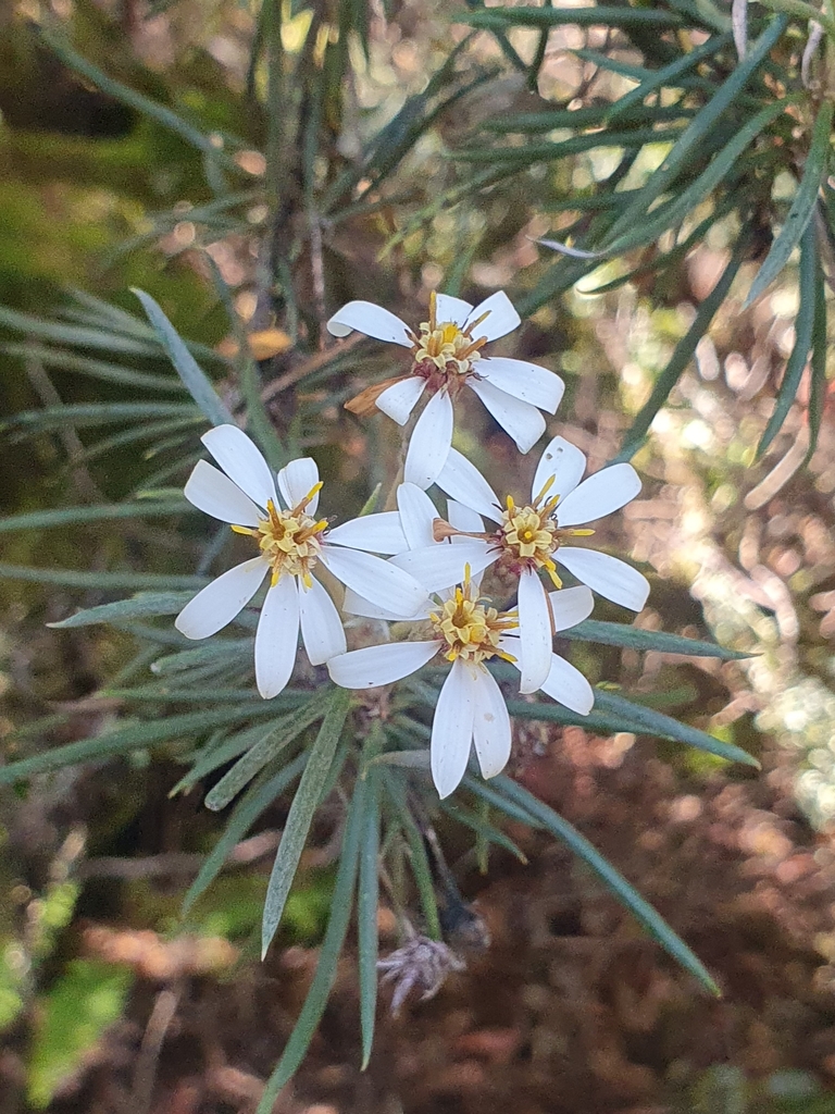 Olearia pinifolia from Golden Valley TAS 7304, Australia on January 11 ...