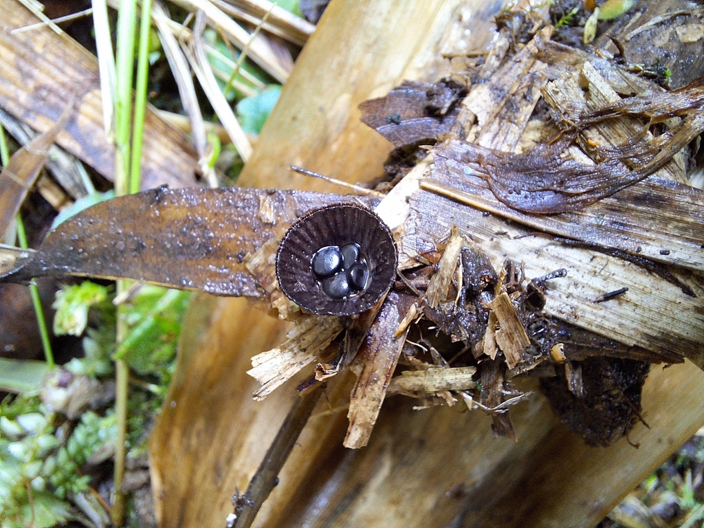 Cyathus from G2M2+797, Puyo, Ecuador on January 9, 2024 at 02:44 PM by ...