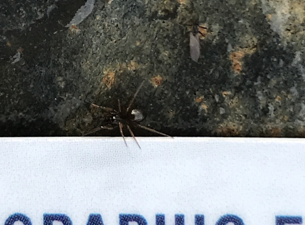 Typical Spiders from South Georgia and the South Sandwich Islands on ...