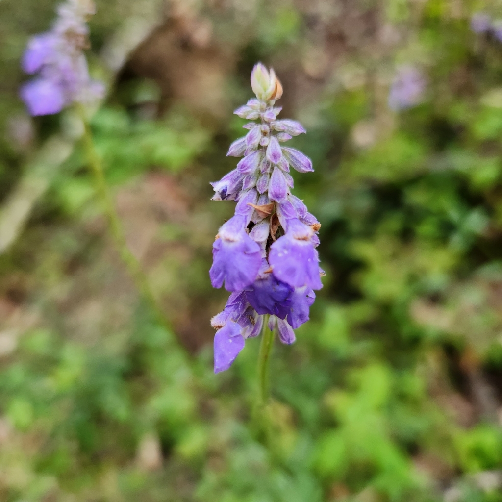 Alucema desde 63797 Nay., Mexico el 10 de enero de 2024 a las 04:53 PM ...