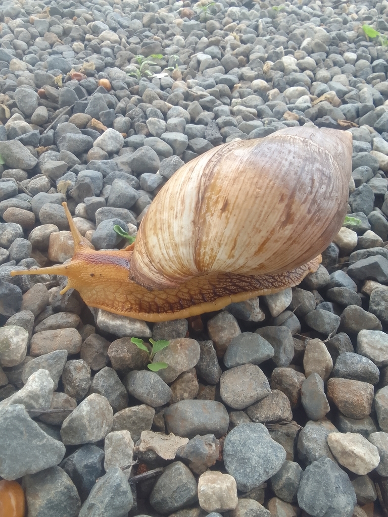 Giant Agate Snails from Phiring, South Africa on January 11, 2024 at 11 ...