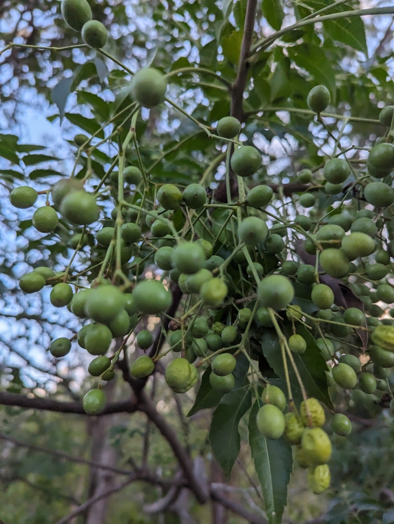 Chinaberry from Manly West QLD 4179, Australia on January 11, 2024 at ...