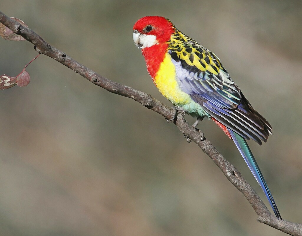 Eastern Rosella from Elsmore NSW 2360, Australia on July 11, 2021 at 08 ...