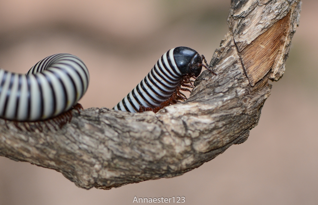 Zebra Songololo from Kruger Park, South Africa on September 28, 2021 by ...