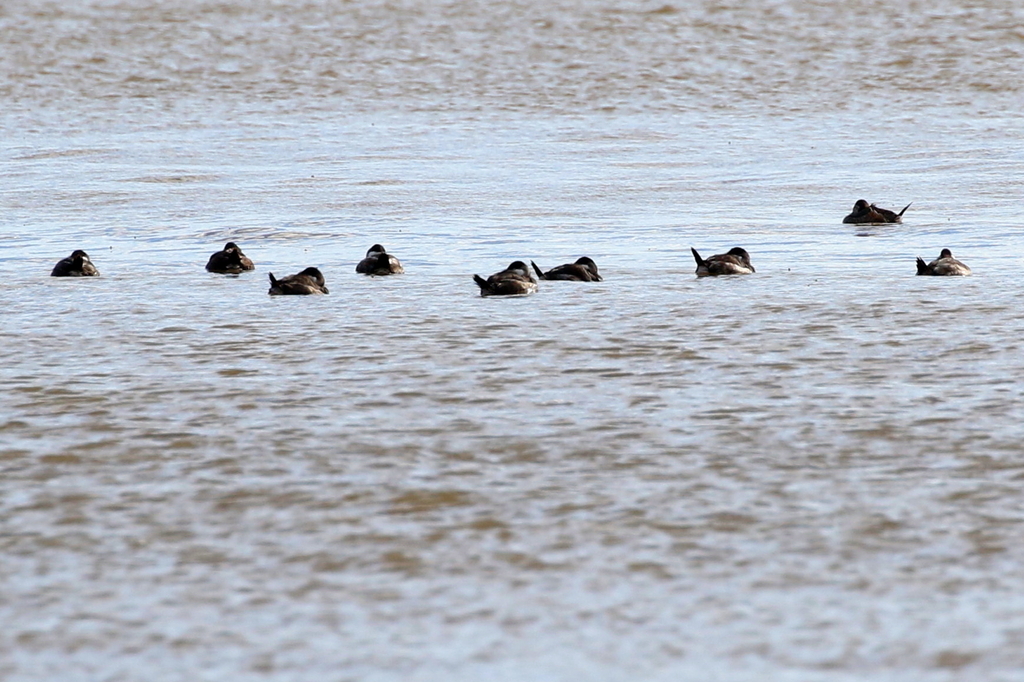 Ruddy Duck from Charles County, MD, USA on January 10, 2024 at 11:47 AM ...