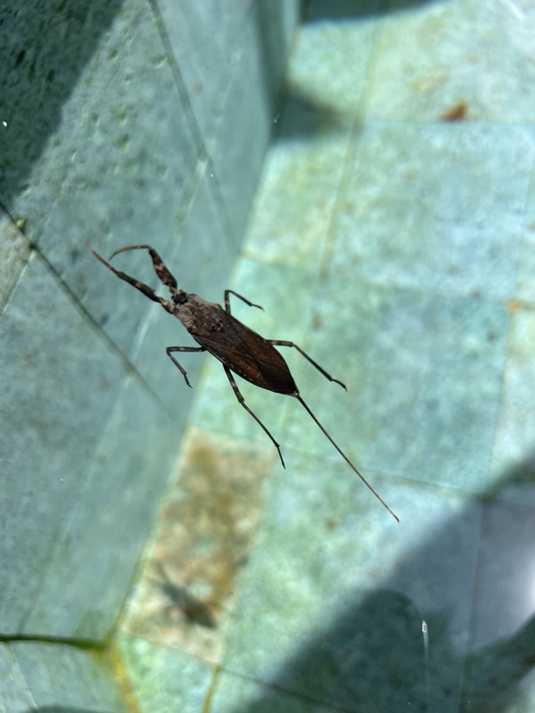 Laccotrephes from Pulau Bali, Gianyar, Bali, ID on January 11, 2024 at ...