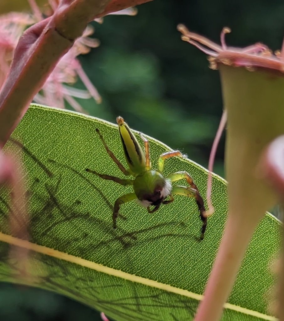 Green Jumping Spider from Chermside West QLD 4032, Australia on January ...