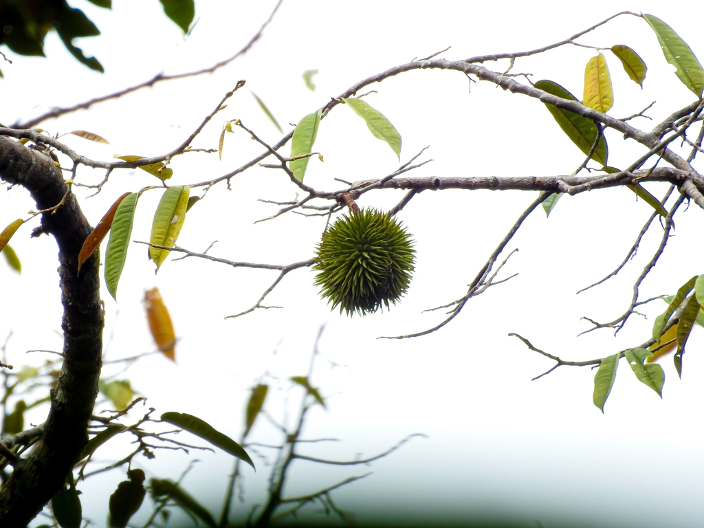 Durio oxleyanus in December 2023 by Haura Azzahra · iNaturalist