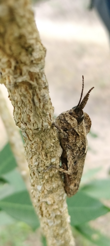 Rain Locust from Esicabazini, South Africa on January 11, 2024 at 06:23 ...