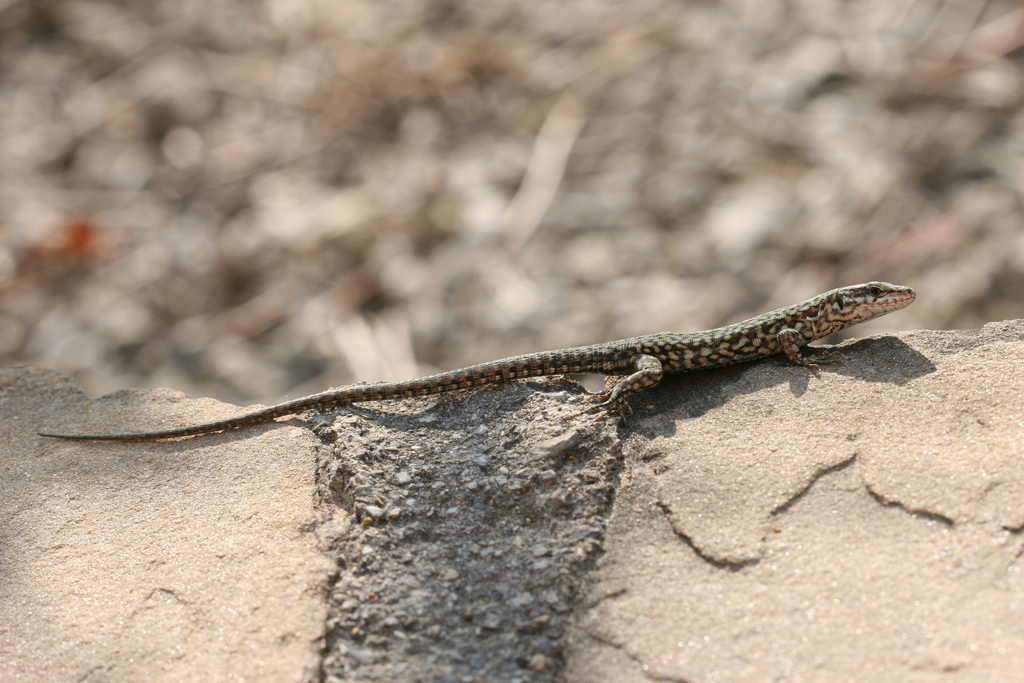 Common Wall Lizard from Imperia, Italien on June 12, 2014 at 08:27 AM ...