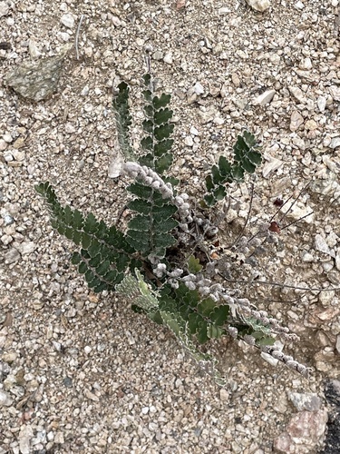 daisybird's Identifications · iNaturalist