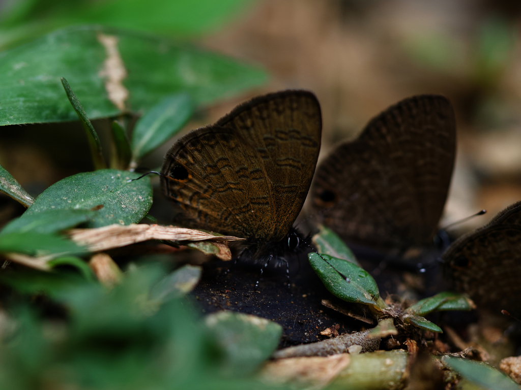 Common Line Blue from Ban Krang Campsite, Kaeng Krachan NP, Phetchaburi ...