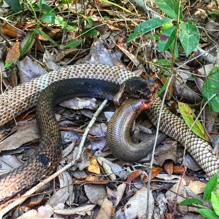 Eastern Coachwhip from Santa Rosa County, FL, USA on August 5, 2018 at ...