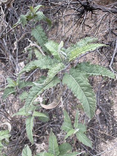 daisybird's Identifications · iNaturalist