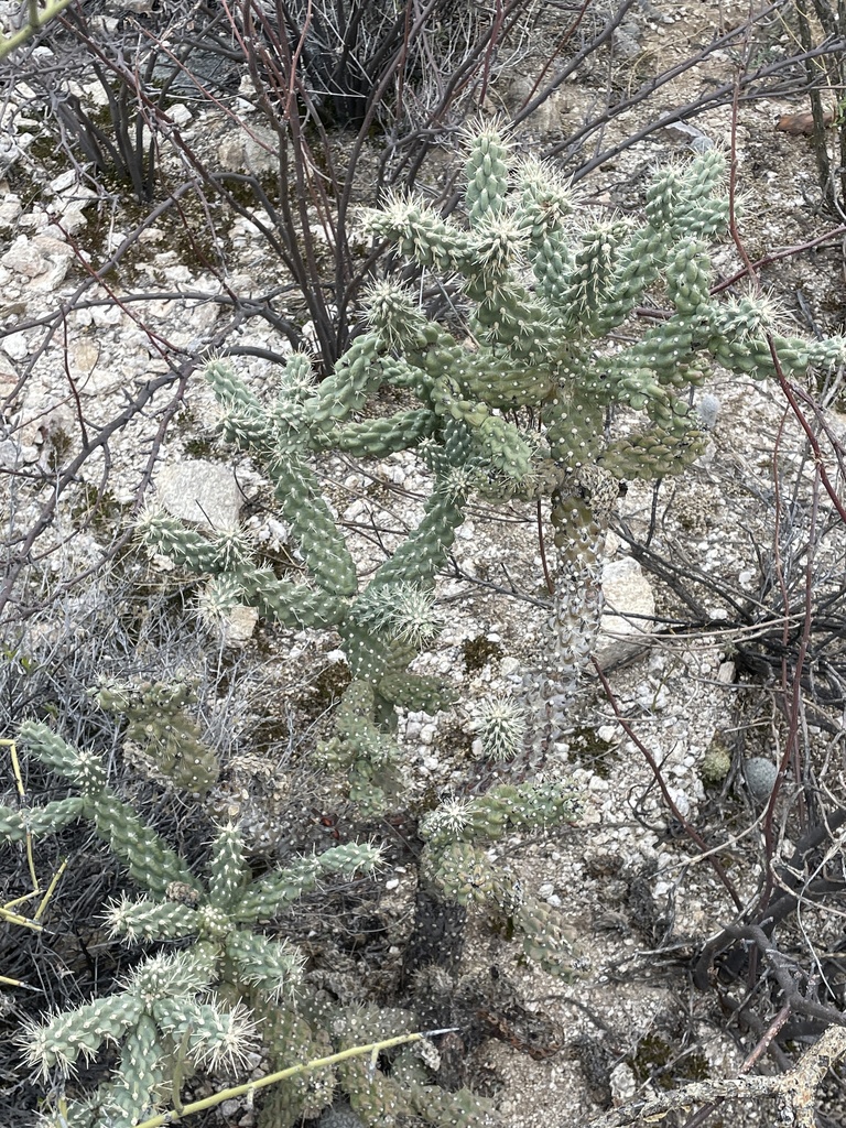 Boxing Glove Cactus from Pima County, US-AZ, US on January 11, 2024 at ...