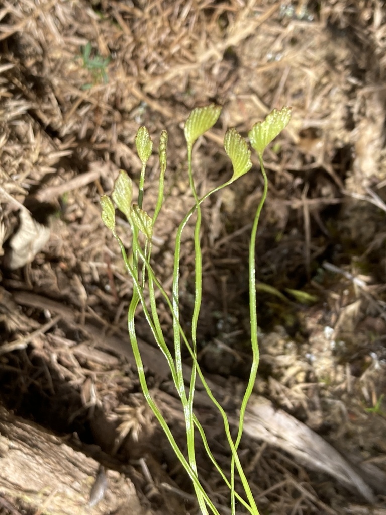 Forked Comb Fern from Whangaparaoa Military Area, Whangaparāoa ...