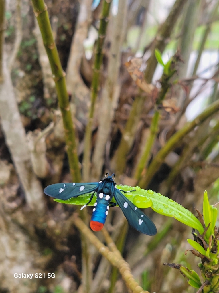 Polka-Dot Wasp Moth from Deerfield Beach, FL 33442, USA on January 11 ...
