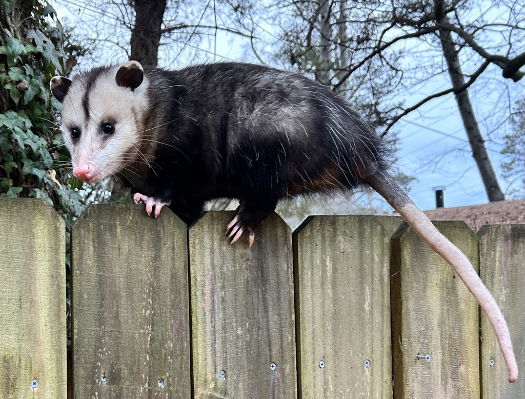 Virginia Opossum from Lenox Rd NE, Atlanta, GA, US on January 8, 2024 ...