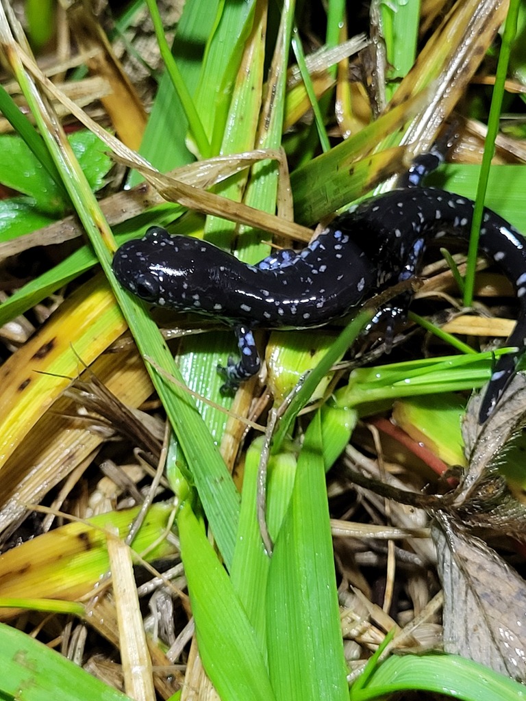 Blue-spotted Salamander in October 2023 by Olivia Maillet · iNaturalist